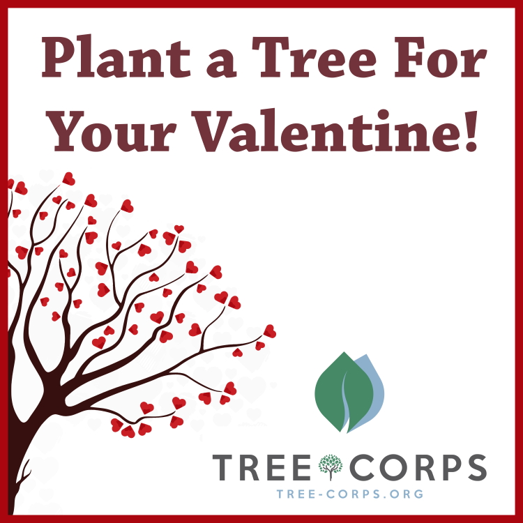 Plant a Tree For Your Valentine – Ecology Action Center